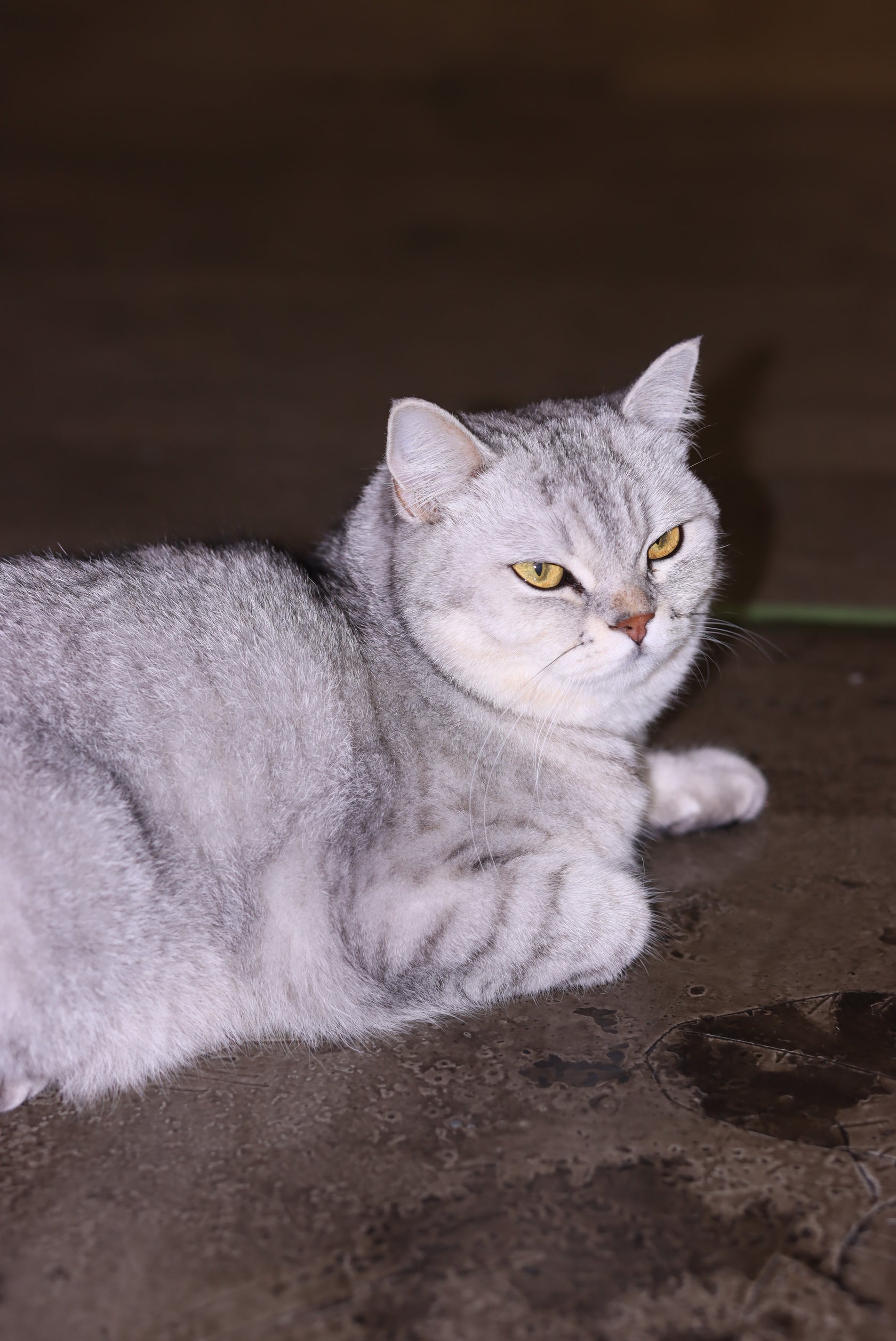 Reflx Lab Simple Flash, Free-shipping