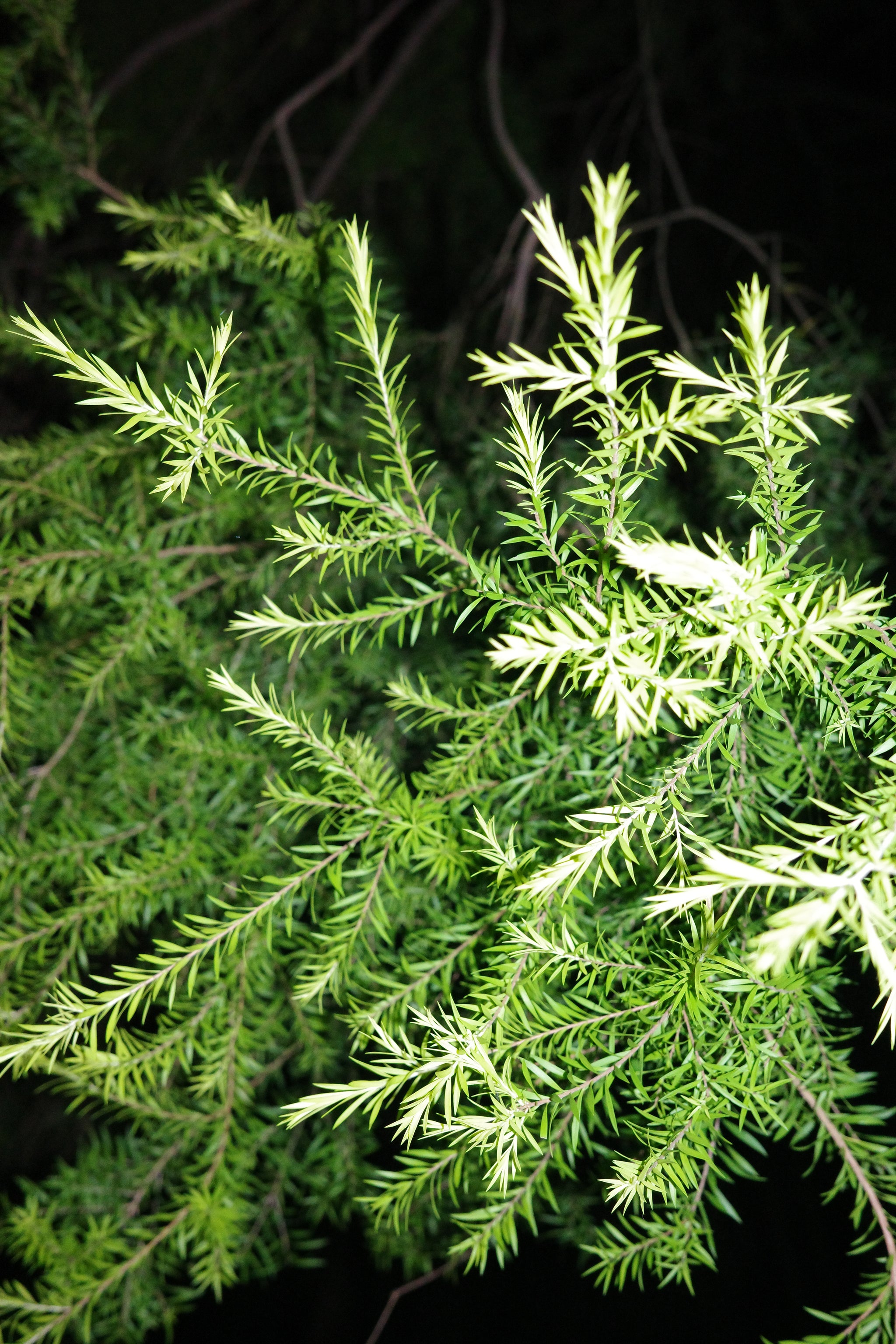 REFLX LAB MINI FLASH GEN2 – Reflx Lab